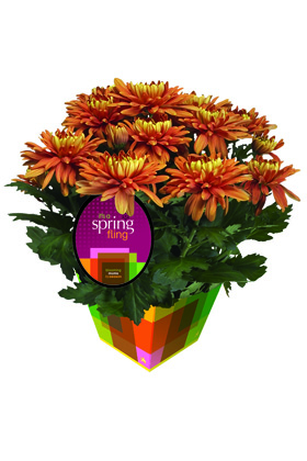 Syngenta Flowers introduces POP programs for mums - Greenhouse Management