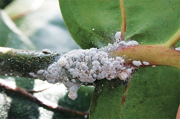 PSI: The “Sneaky Insect Pest” - Greenhouse Management