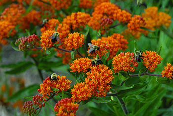 Going native - Greenhouse Management