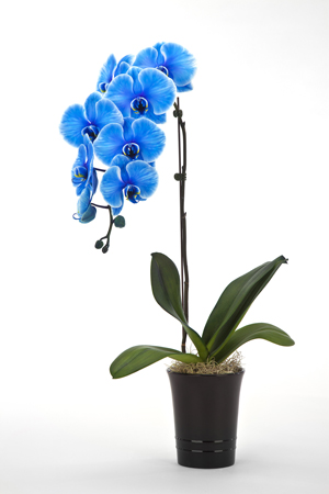 Plainview Growers now offering Blue Diamond orchids - Greenhouse Management