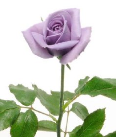 World’s first blue-pigmented rose makes its debut - Greenhouse Management