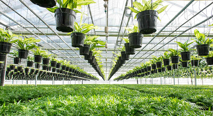 5 cultural practices that will improve greenhouse disease management ...