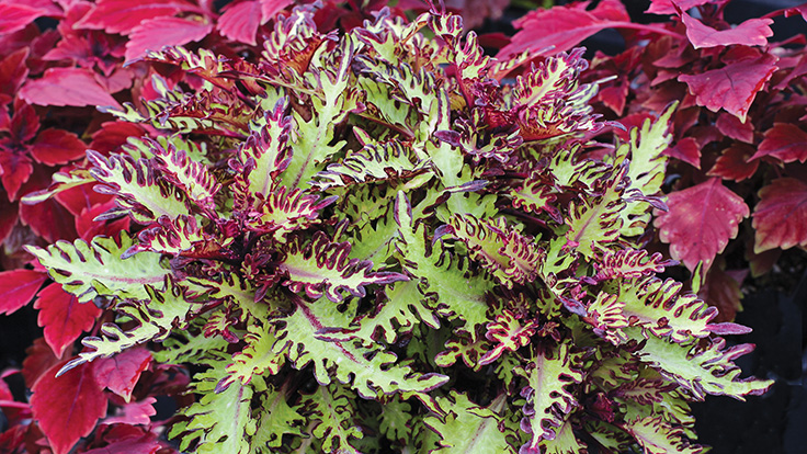 Sneak peek: coleus Terra Nova 'Quetzal' - Greenhouse Management
