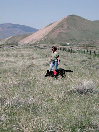 Weed-sniffing dogs help locate invasive plants - Greenhouse Management