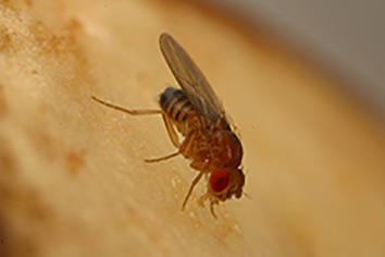 Research could reveal new process for repelling plant damaging insects ...