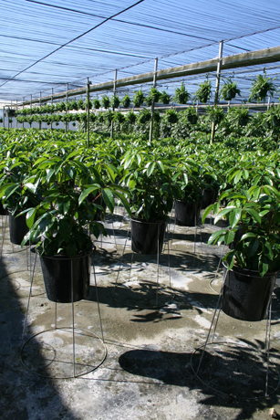 Fogging is cost efficient way to protect Florida foliage from cold ...