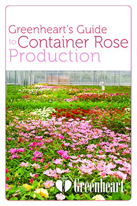 Greenheart releases new container rose production guide - Greenhouse ...
