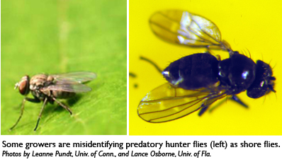 Learn to distinguish hunter flies from shore flies - Greenhouse Management