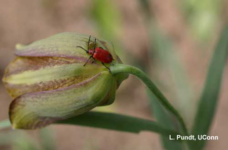 Lily leaf beetle activity increasing on lily species - Greenhouse ...