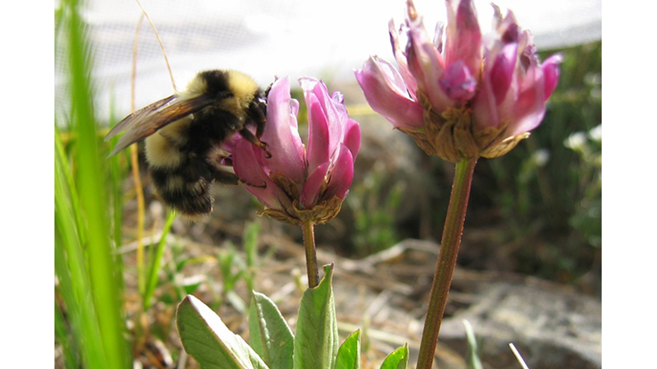 Scientists use bee buzzes to track bee flight activity - Greenhouse ...