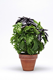 Try Basil - Greenhouse Management
