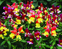Hem Genetics' Snapdragon Snappy series Tricolor Mix - Greenhouse Management