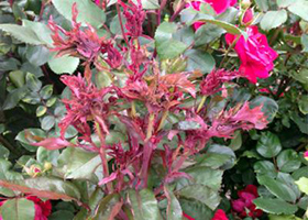 Disease affects Kentucky roses - Greenhouse Management