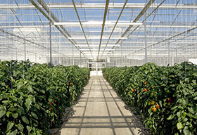 Arizona greenhouse employs RFID to track workers' tasks - Greenhouse ...