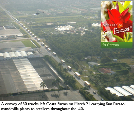 Sun Parasol promotion marks the beginning of spring - Greenhouse Management