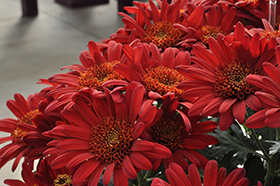 Comments for chrysanthemum white rust rulemaking extended - Greenhouse ...