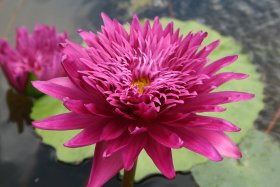 Nymphaea ‘Scarlet Flame’ named 2012 Collector’s Aquatic Plant of the ...