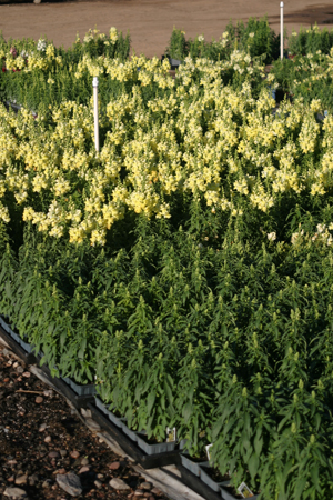 Tips for spring plant outdoor production - Greenhouse Management