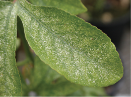 Know your mites - Greenhouse Management