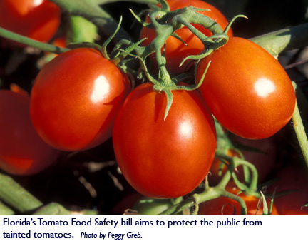 Florida issues new rules for tomato industry - Greenhouse Management