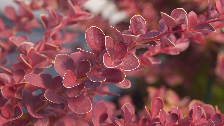 Nine barberry varieties named black stem rust-resistant - Greenhouse ...