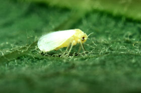 New whitefly warning for South Florida - Greenhouse Management