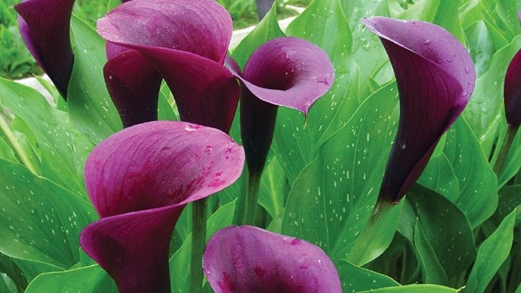 Dümmen Orange adds Bloomz to calla assortment - Greenhouse Management