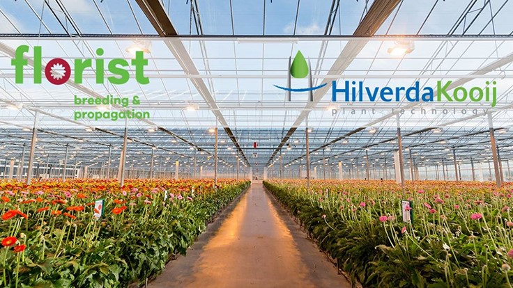 Florist Holland and HilverdaKooij merge - Greenhouse Management