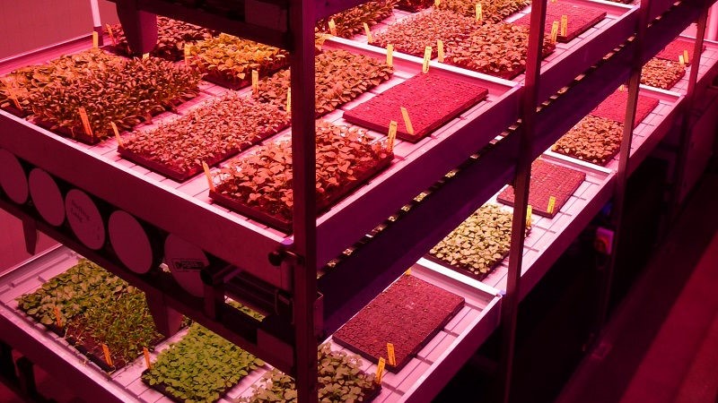 Propagating floriculture crops under sole-source lighting - Greenhouse ...