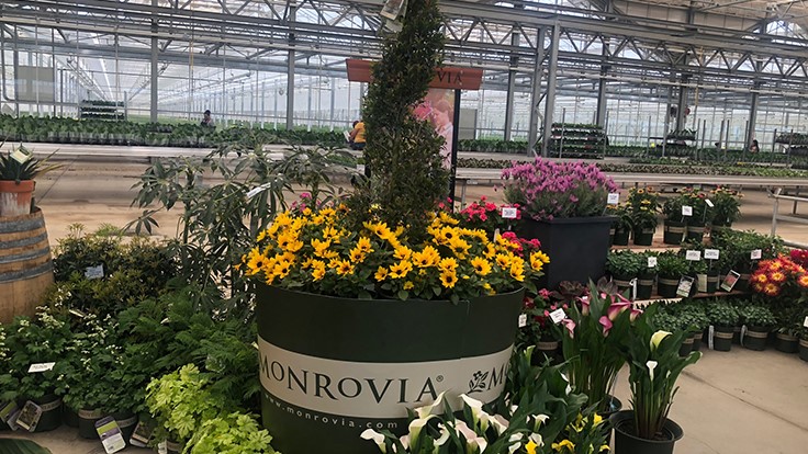 Monrovia surprises Spring Trials attendees - Greenhouse Management