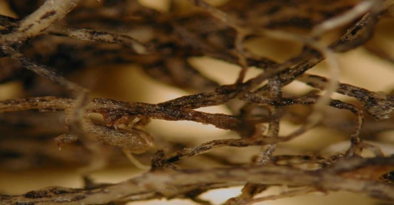 Black root rot: Everything you need to know - Greenhouse Management