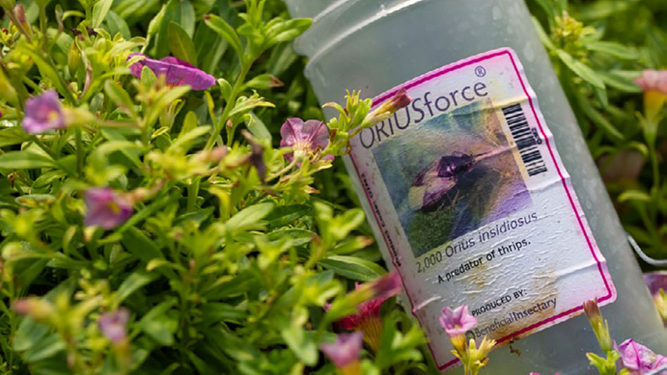 Reap the benefits of beneficial insects - Greenhouse Management