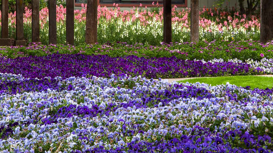 Syngenta Flowers introduces Delta Pro pansy series - Greenhouse Management