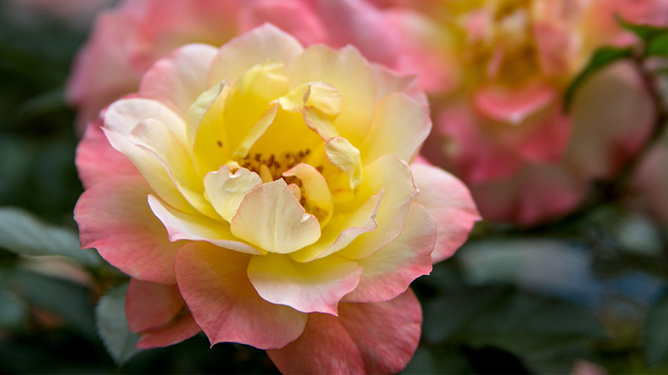Proven Winners ColorChoice roses earn top marks in trials - Greenhouse ...