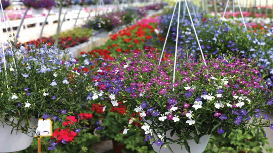 DIP or DROP: The cost-effective DIF - Greenhouse Management