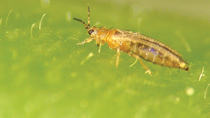 A tool for combatting thrips - Greenhouse Management