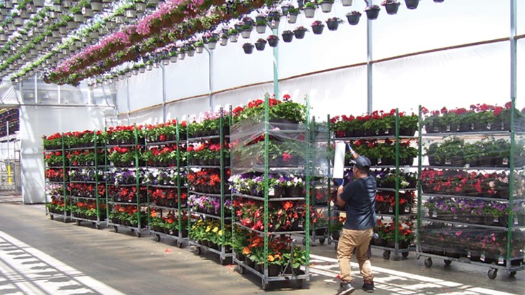 10 tips to improve plant handling - Greenhouse Management